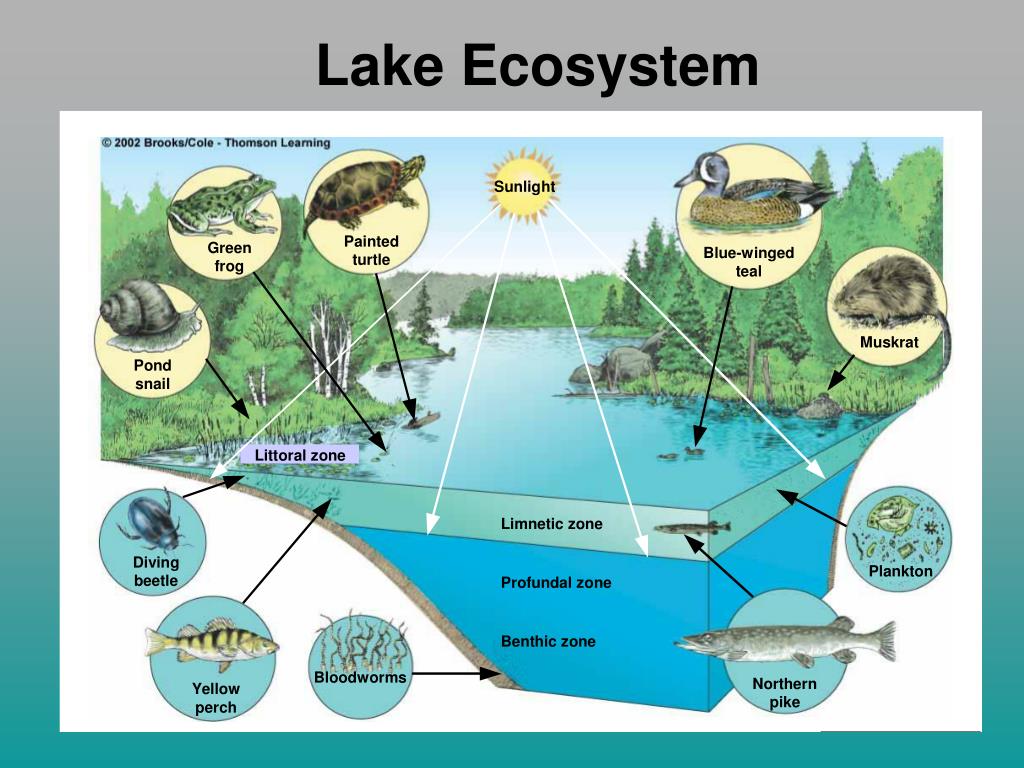 Exploring the Educational Wonders of Lakes: A Classroom Beyond ...